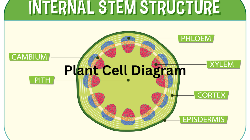 Plant Cell Diagram: A Complete, Easy-to-Understand Guide for Students ...